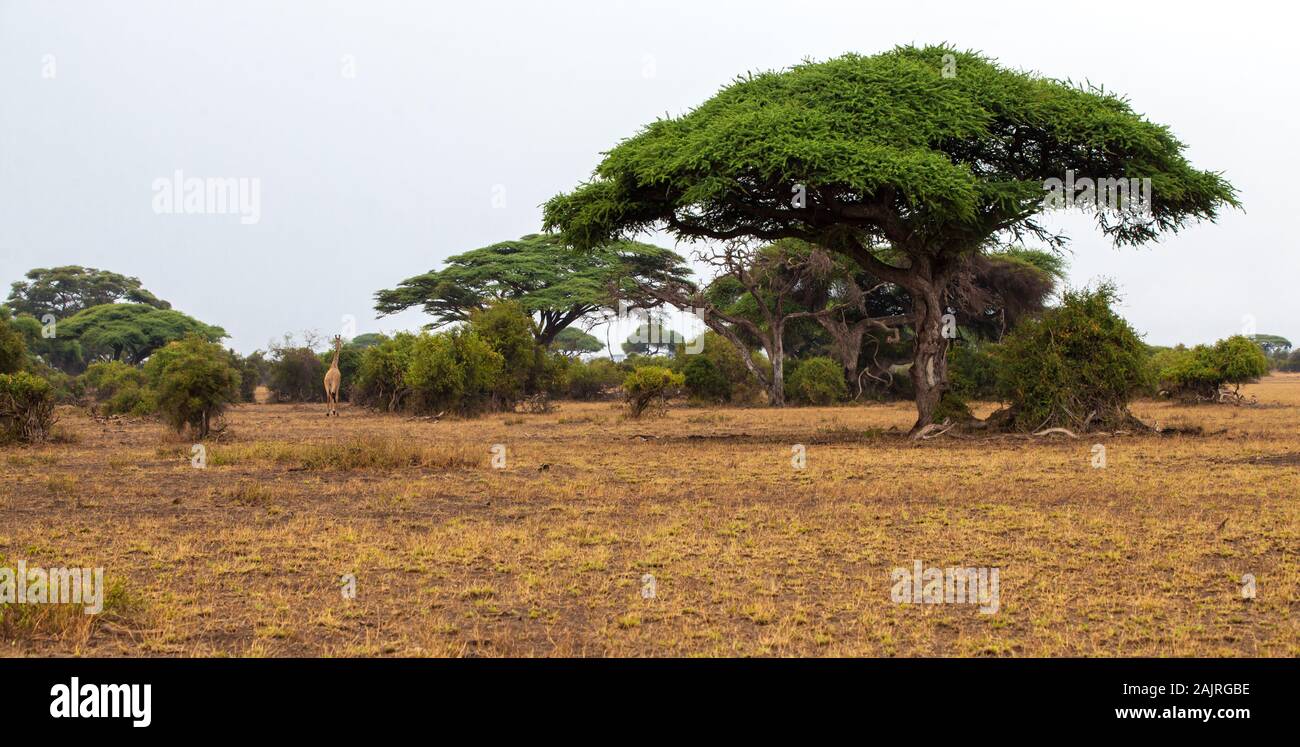 Landscape in Kenya with big trees, on safari Stock Photo - Alamy