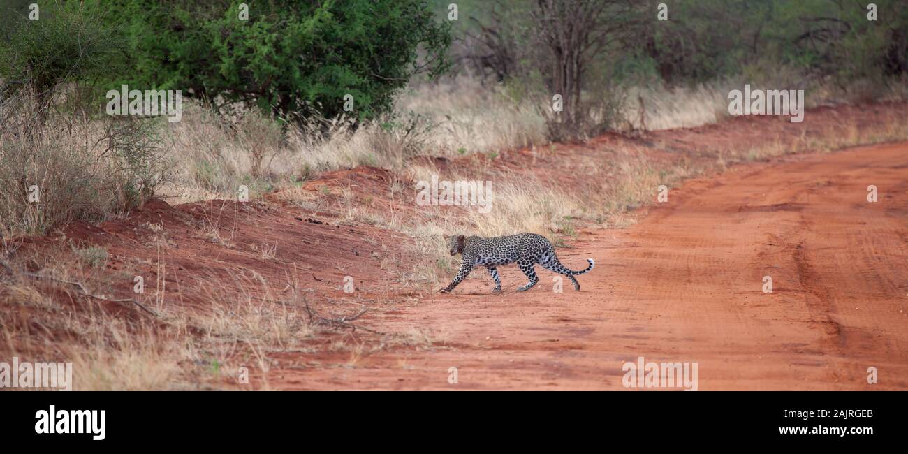 Leopard crosses the road in Kenya Stock Photo - Alamy