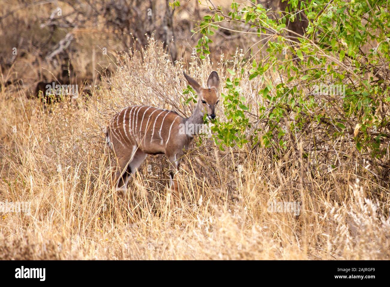 Little antelope is eating in the savannah of Kenya Stock Photo - Alamy