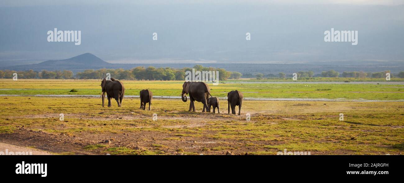 Elephant family is walking in the savannah in Kenya, on safari Stock ...