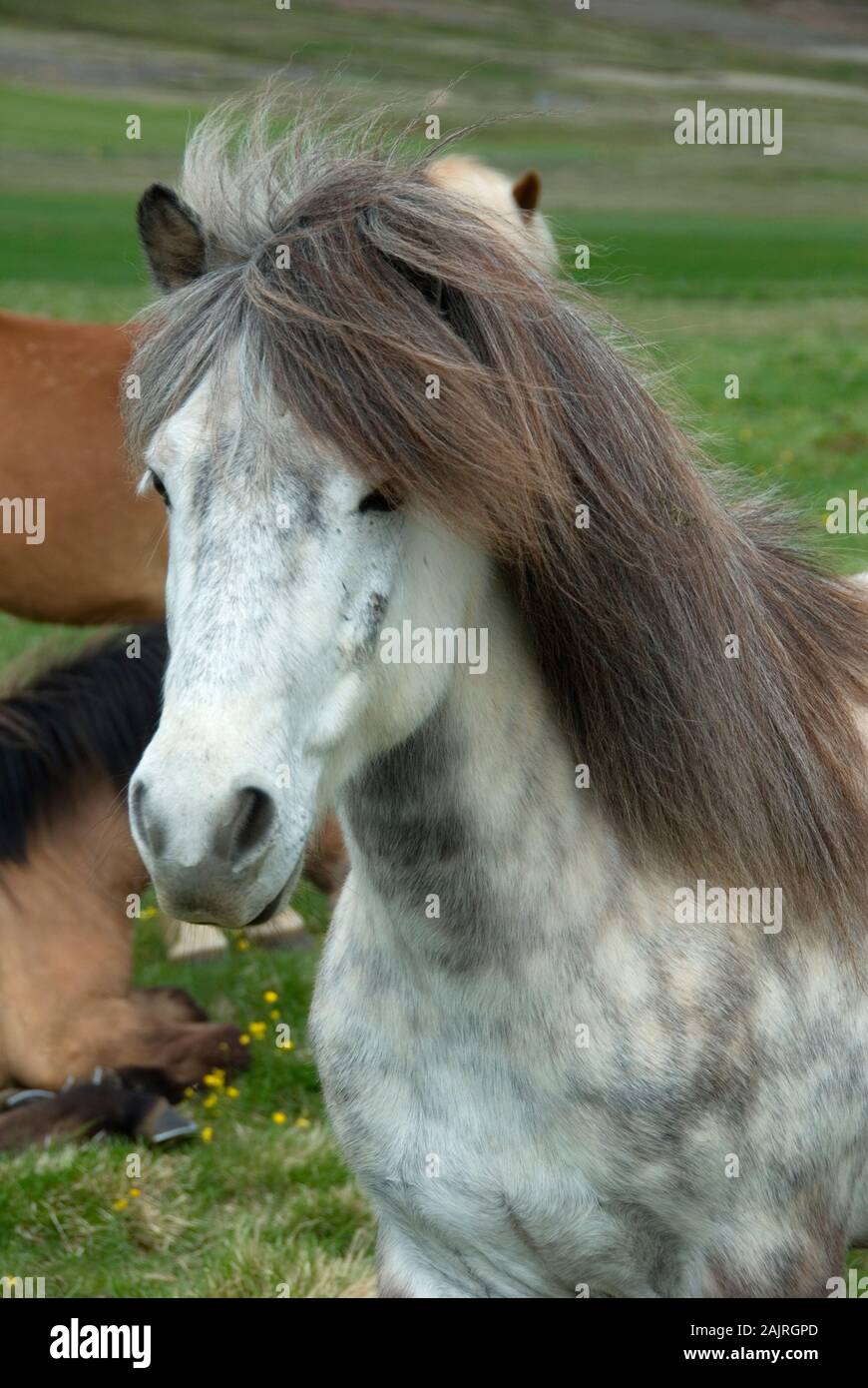 Pferd island tier hi-res stock photography and images - Alamy