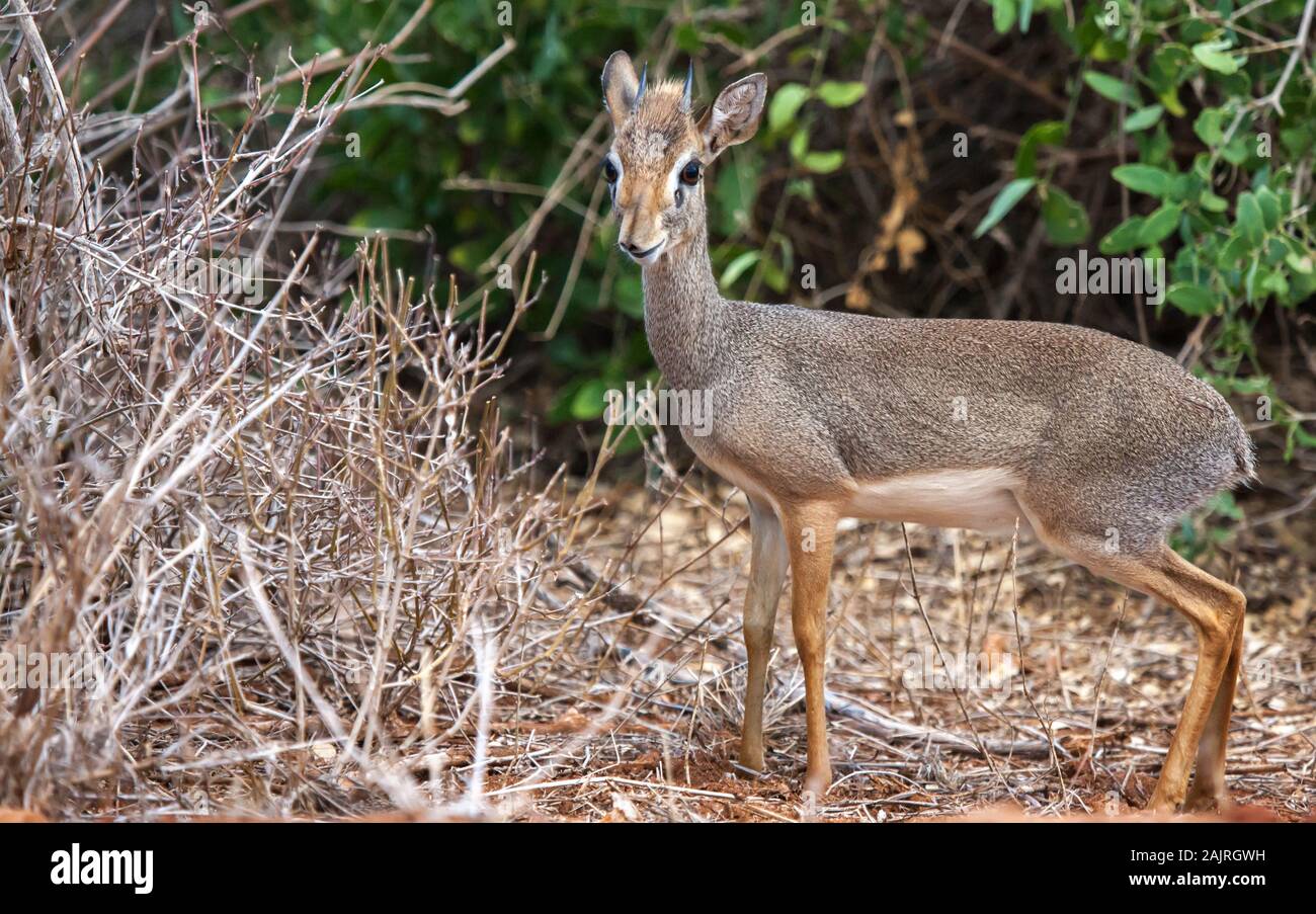 Antelope in the bush hi-res stock photography and images - Alamy