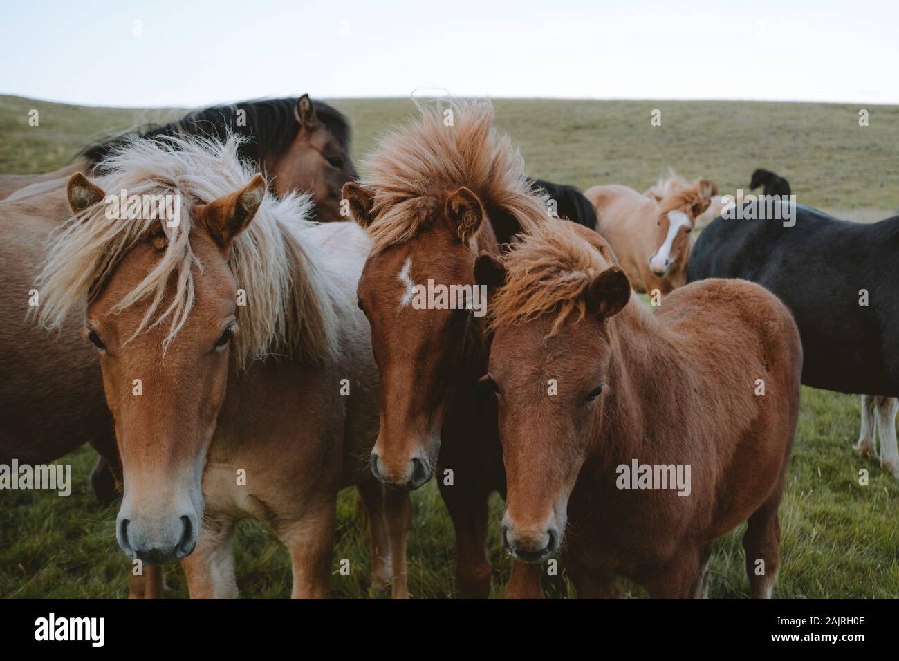 Three horses close together in field with dramatic sunrise light Stock ...