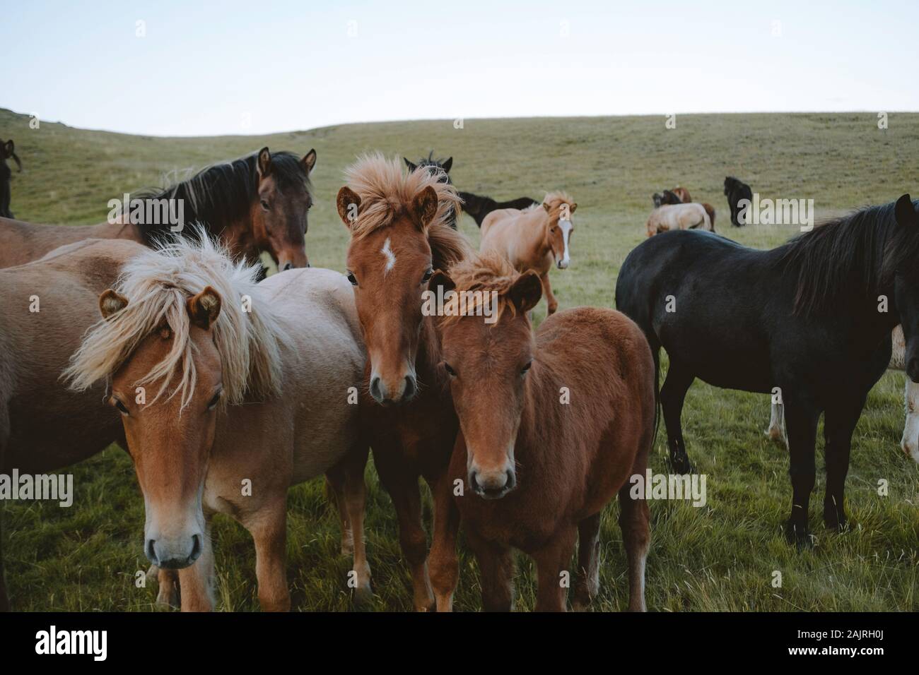 Horse staring at camera hi-res stock photography and images - Alamy