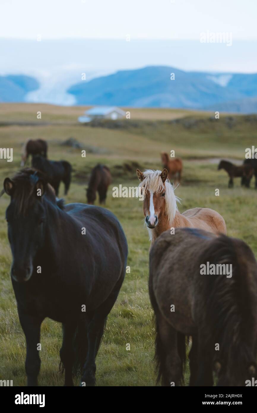 Horses in field with dramatic mountain background Stock Photo - Alamy
