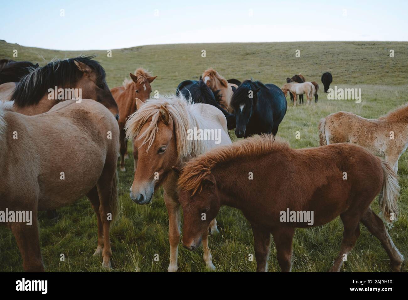 Horses grazing together in field with pasture background Stock Photo ...