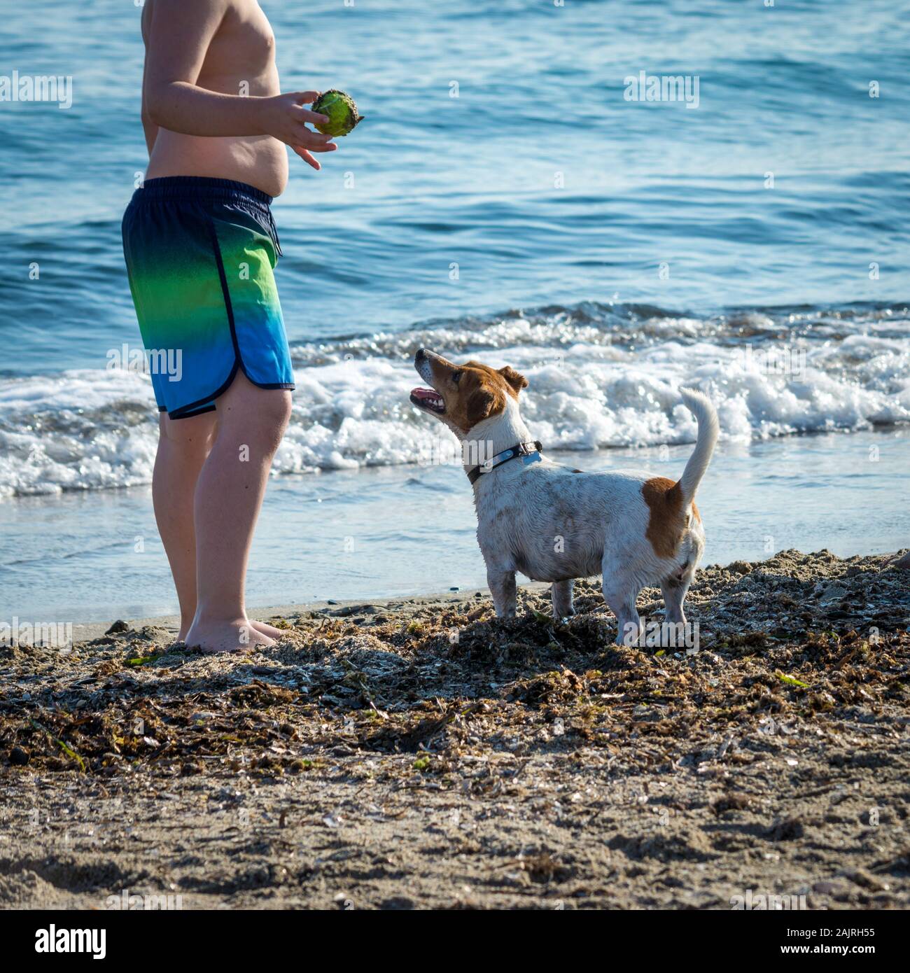 jack russel dog playing on the beach in summer morning Stock Photo - Alamy