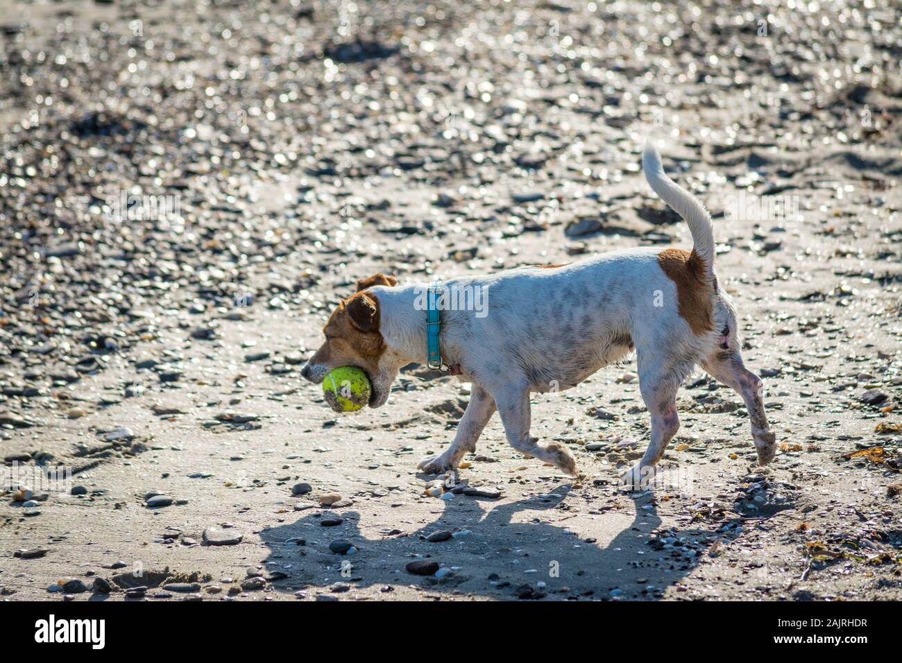 jack russel dog playing on the beach in summer morning Stock Photo - Alamy