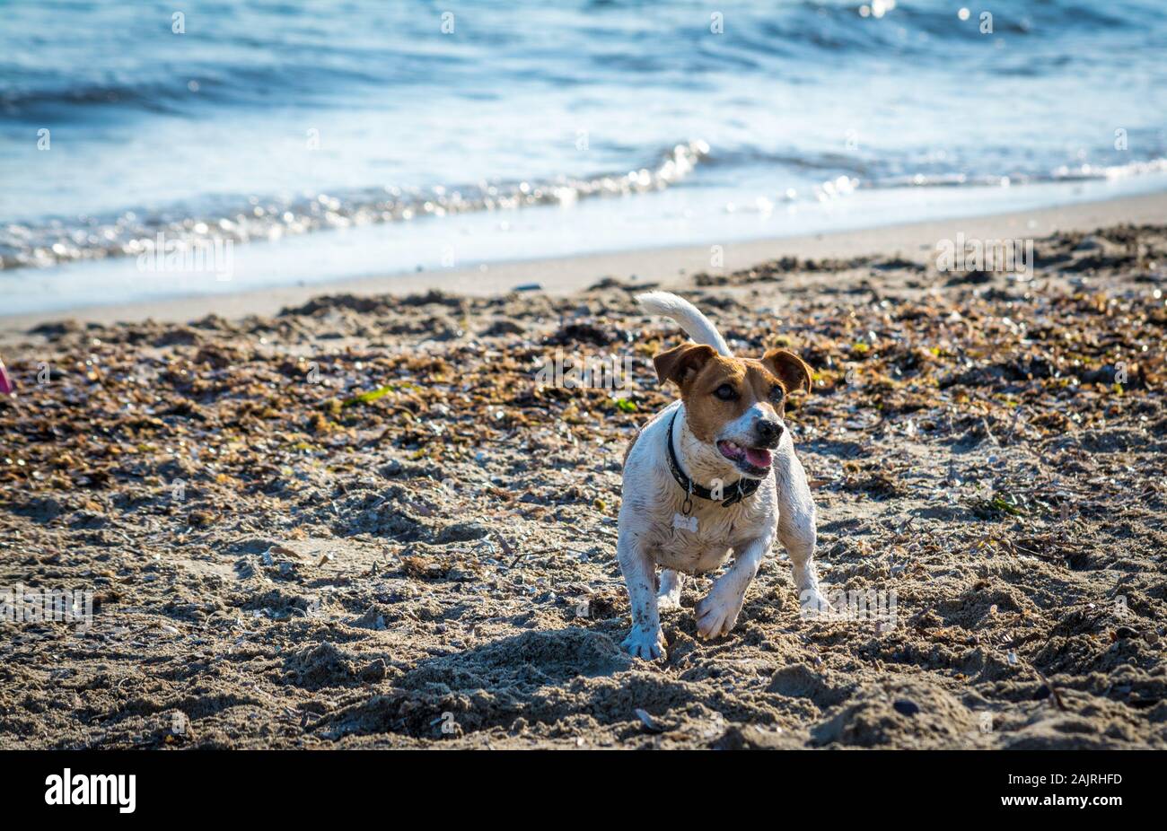 jack russel dog playing on the beach in summer morning Stock Photo - Alamy