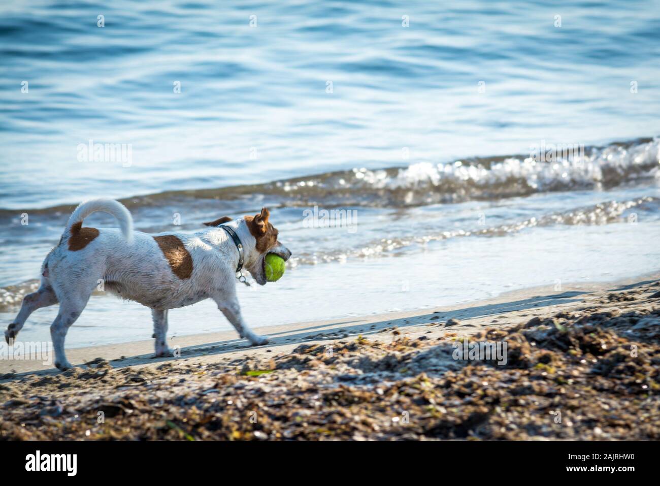 jack russel dog playing on the beach in summer morning Stock Photo - Alamy