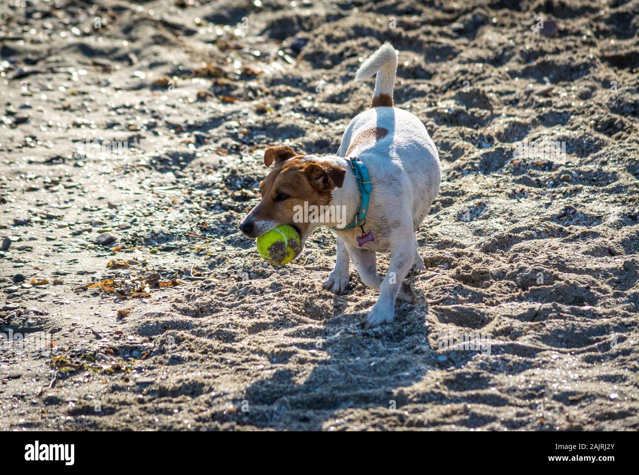 jack russel dog playing on the beach in summer morning Stock Photo - Alamy