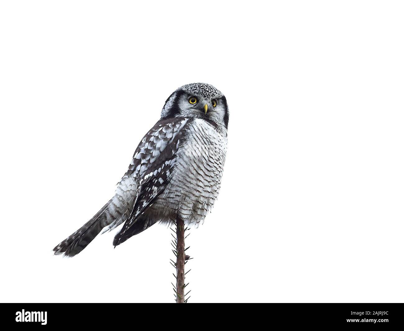 Northern Hawk Owl in its habitat in northern Zealand, Denmark Stock ...
