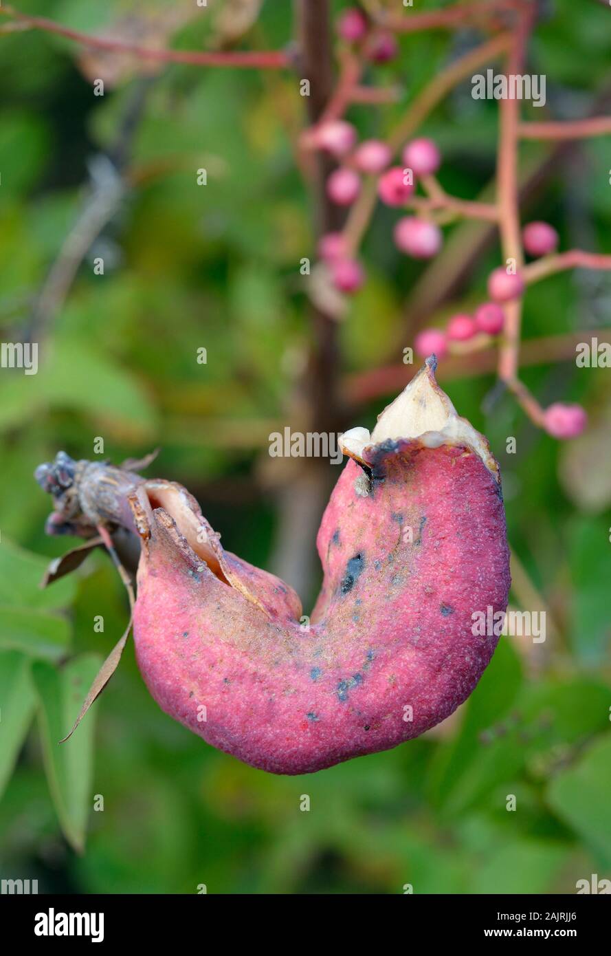 Cyprus turpentine pistacia terebinthus hi-res stock photography and ...