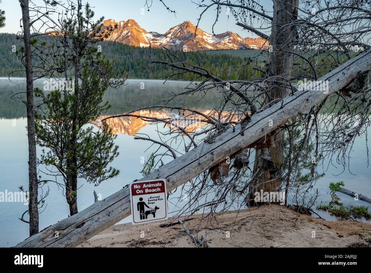 Seeing eye dog hi-res stock photography and images - Alamy