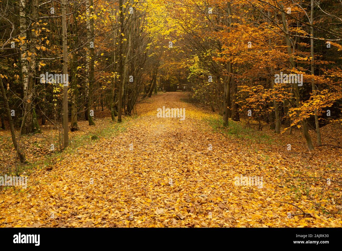 colorfull trees in summer and autumn Stock Photo - Alamy