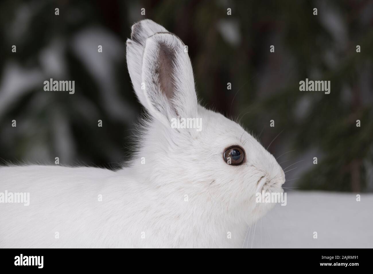Snowshoe hare in white pelage hi-res stock photography and images - Alamy