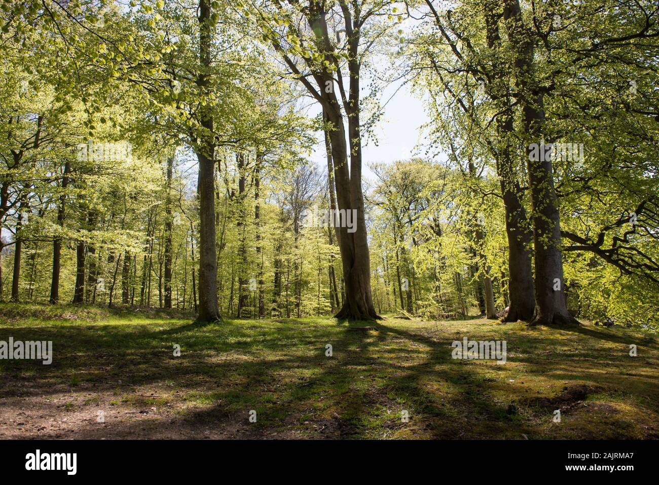 Trees in spring in the park of Fredensborg palace in Denmark in ...