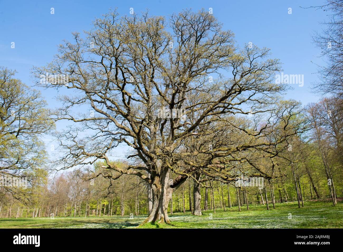 Big old oak tree in spring in the park of Fredensborg palace in Denmark ...