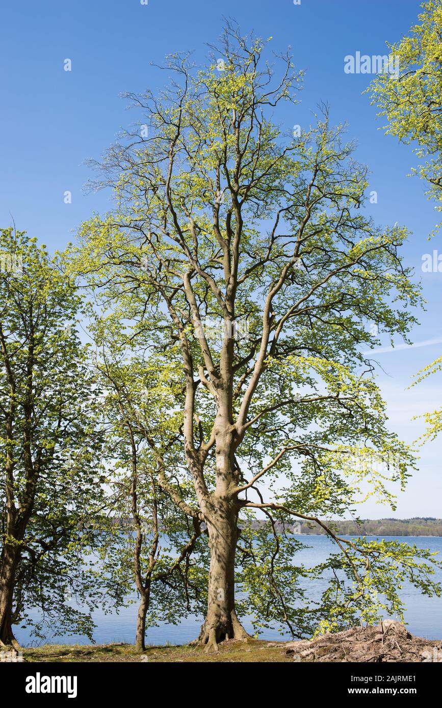 Trees in spring in the park of Fredensborg palace in Denmark in ...