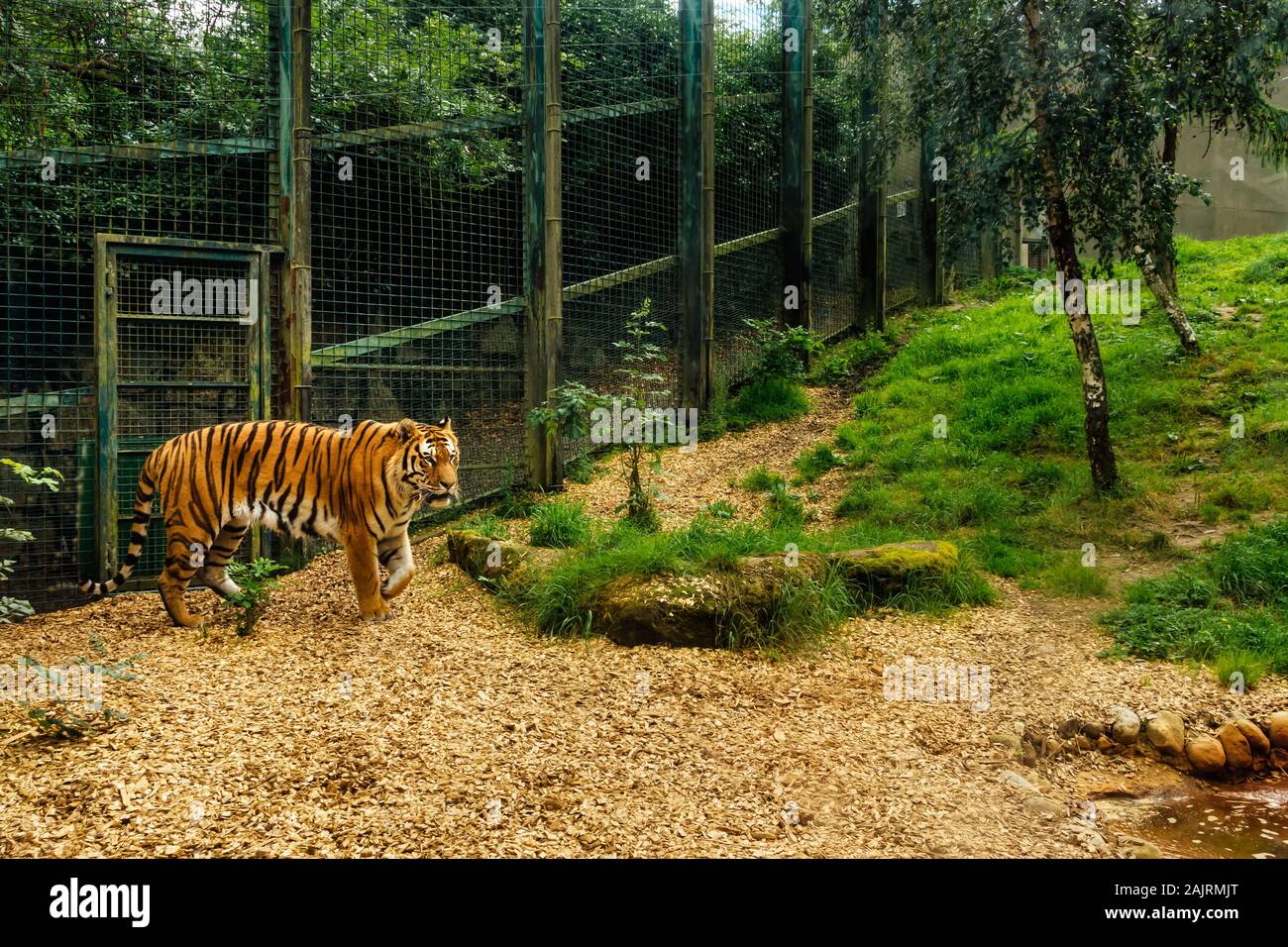 Beautiful large Amur Tiger, Panthera Tigris Altaica, walking in his ...