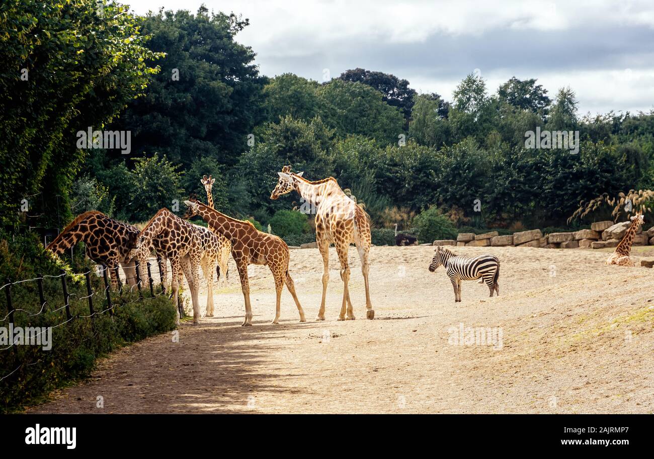 Six large giraffes, Giraffa Camelopardalis spp, and one zebra, Equus ...