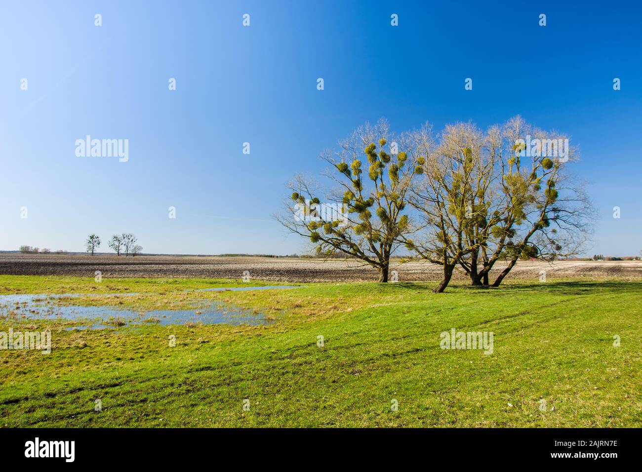 Meadow with trees hi-res stock photography and images - Alamy