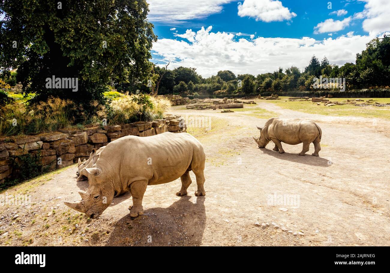 Dublin zoo hi-res stock photography and images - Alamy