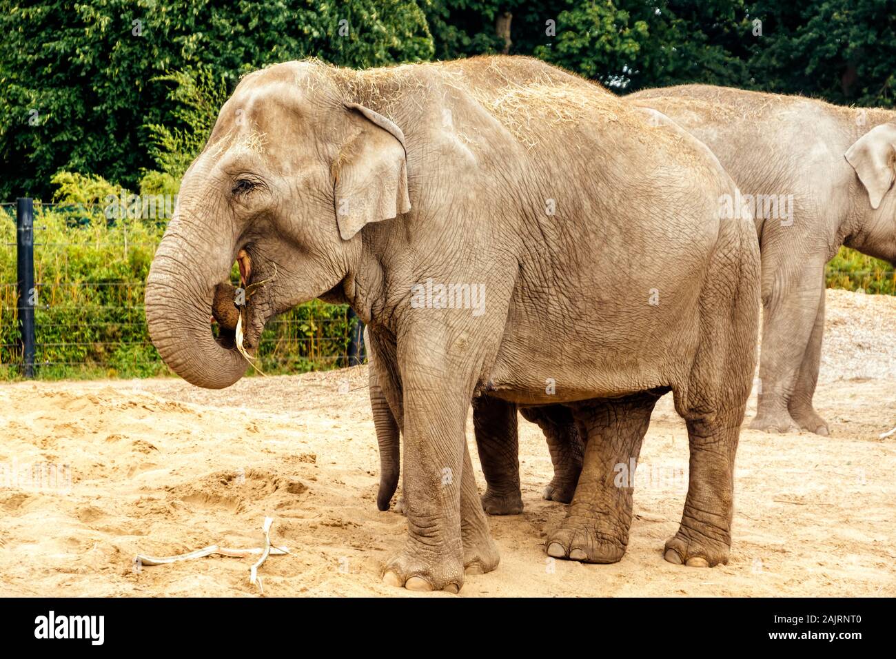 Dublin Zoo Elephants