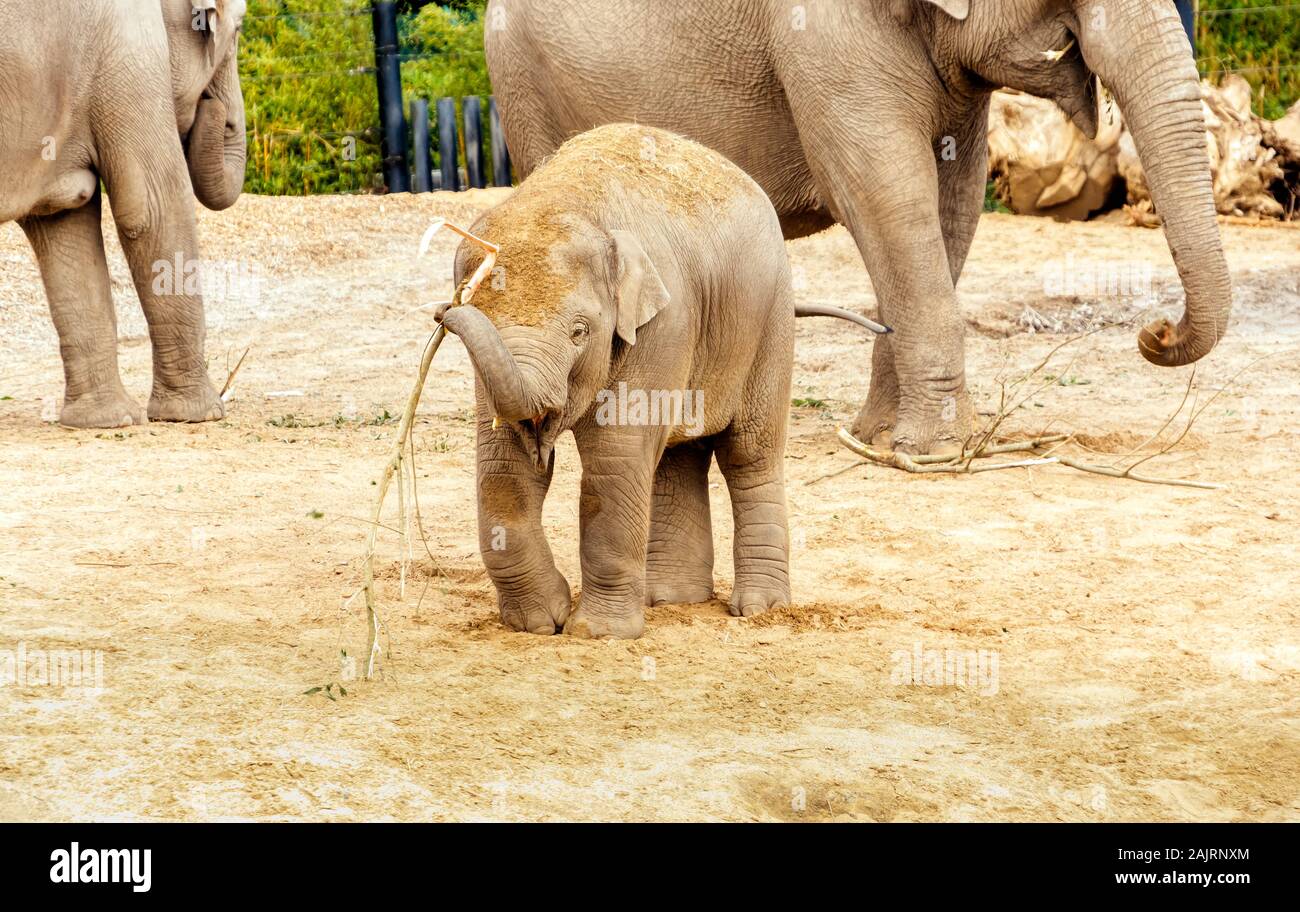 Elephant eating tree bark hi-res stock photography and images - Alamy