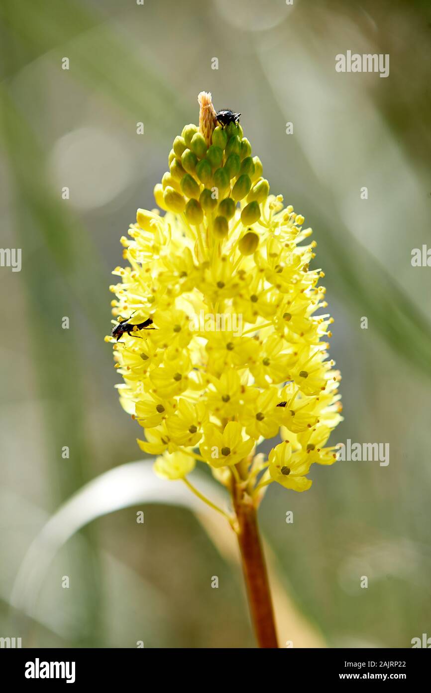 Bulbinella hi-res stock photography and images - Alamy