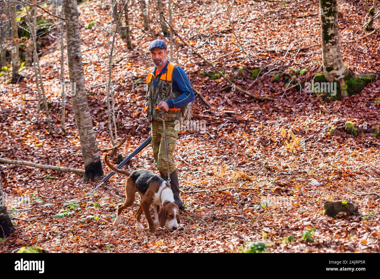 hunter with weapon and hunting dog chasing in the forest Stock Photo ...