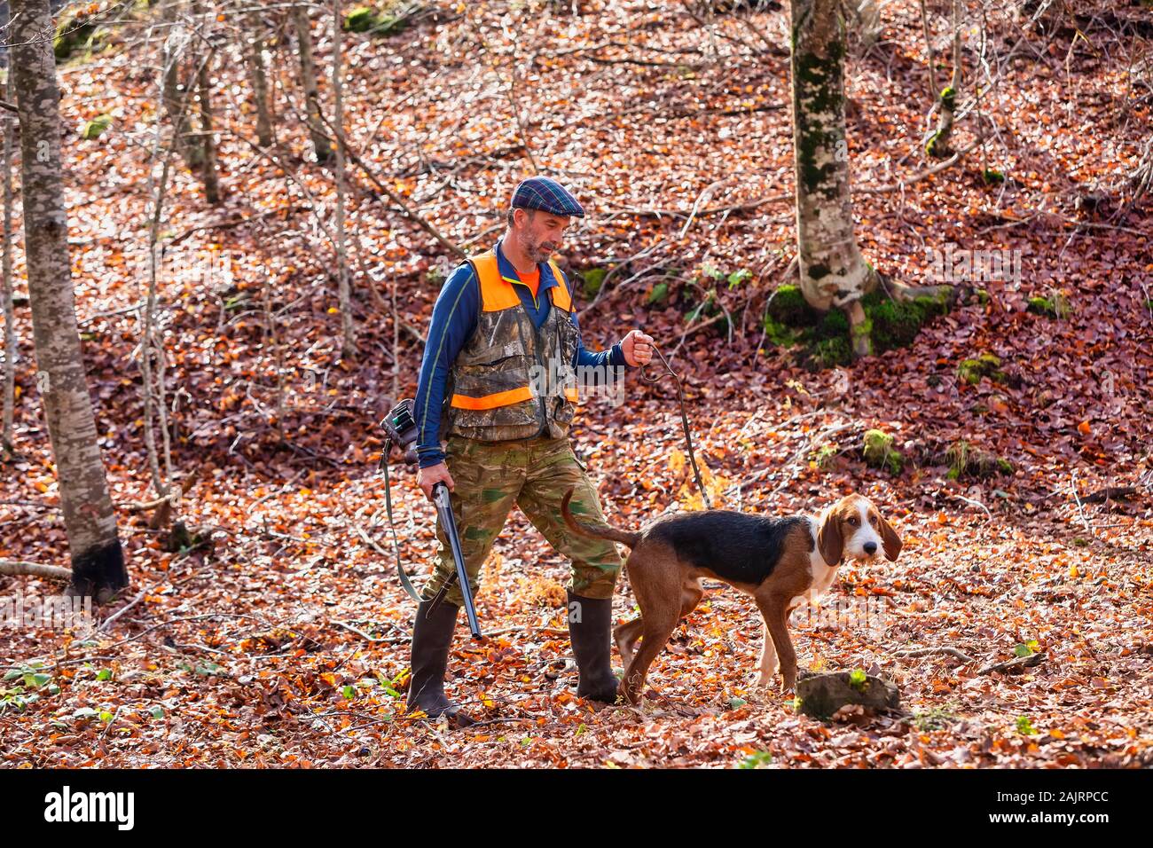 hunter with weapon and hunting dog chasing in the forest Stock Photo ...