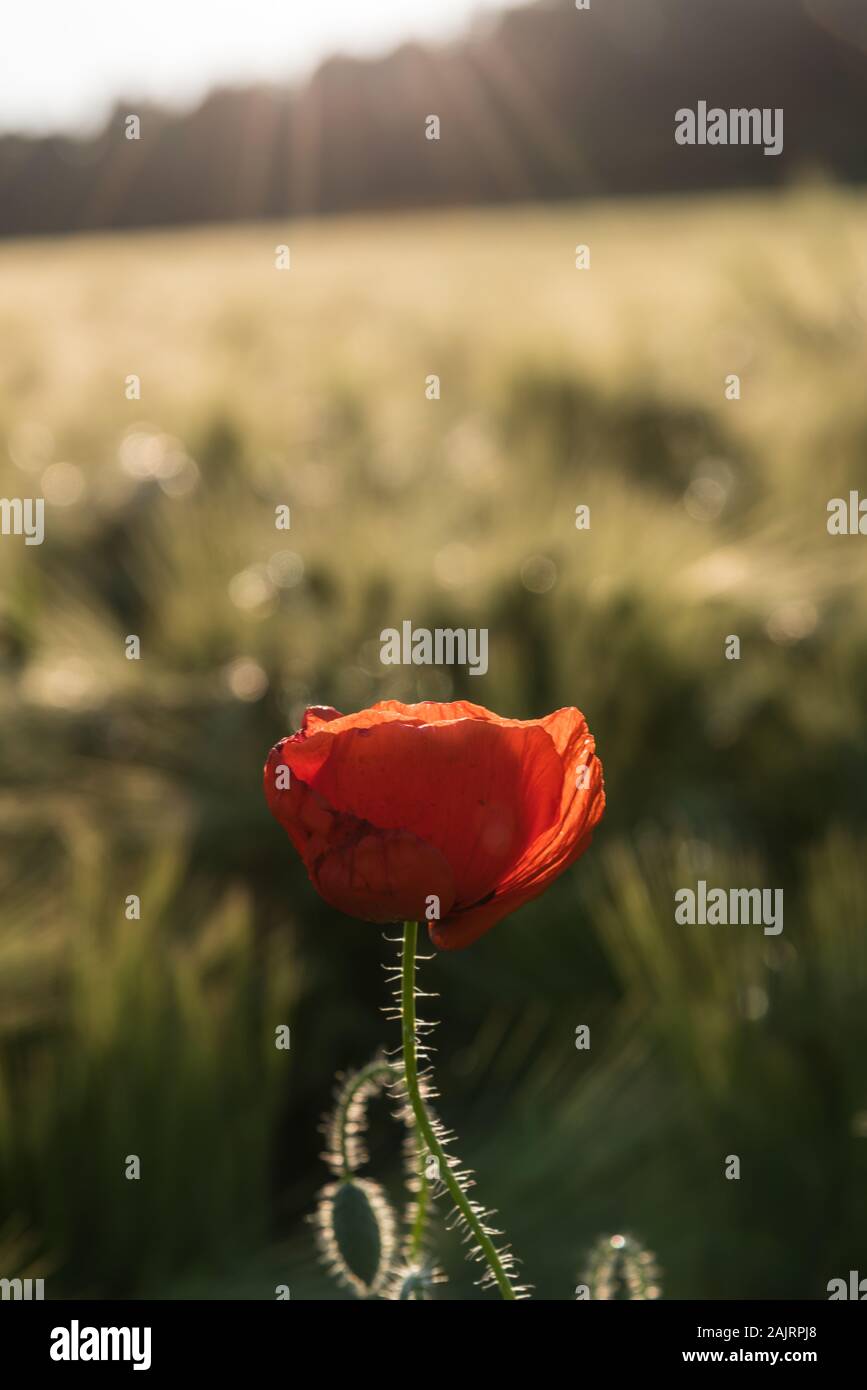 Single common poppy blossom with field in background and sun rays Stock ...