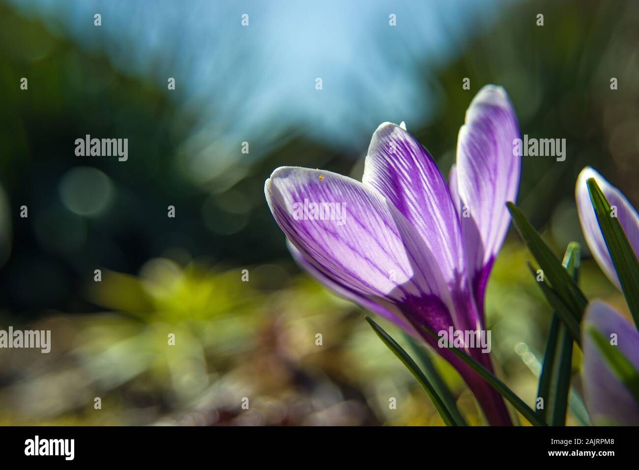 Beauty violet crocus flower - side view in sunny day Stock Photo - Alamy