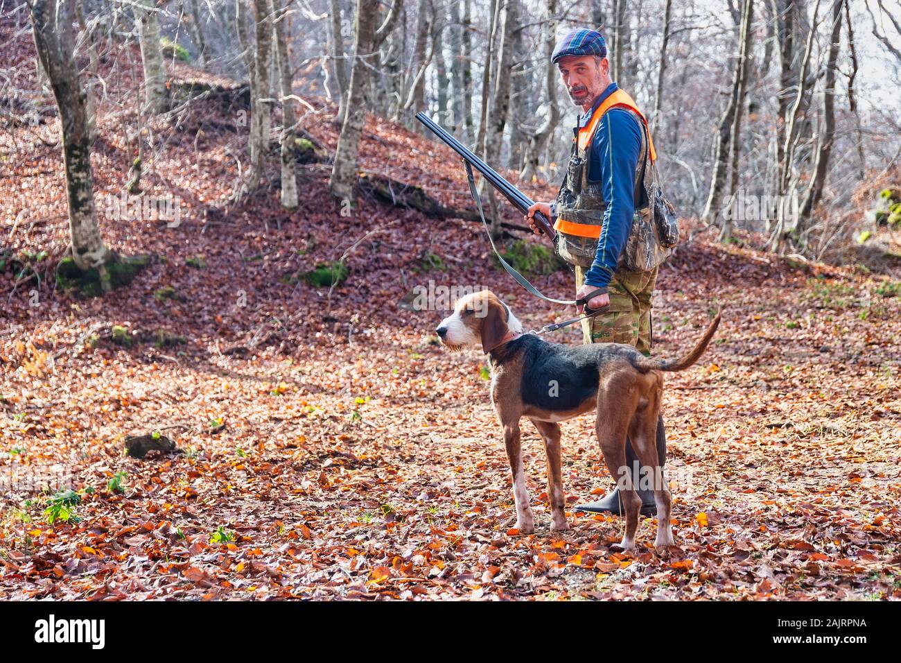 hunter with weapon and hunting dog chasing in the forest Stock Photo ...