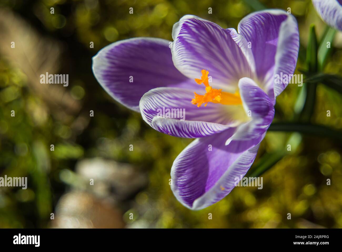 Single purple crocus flower - top view, spring day Stock Photo - Alamy
