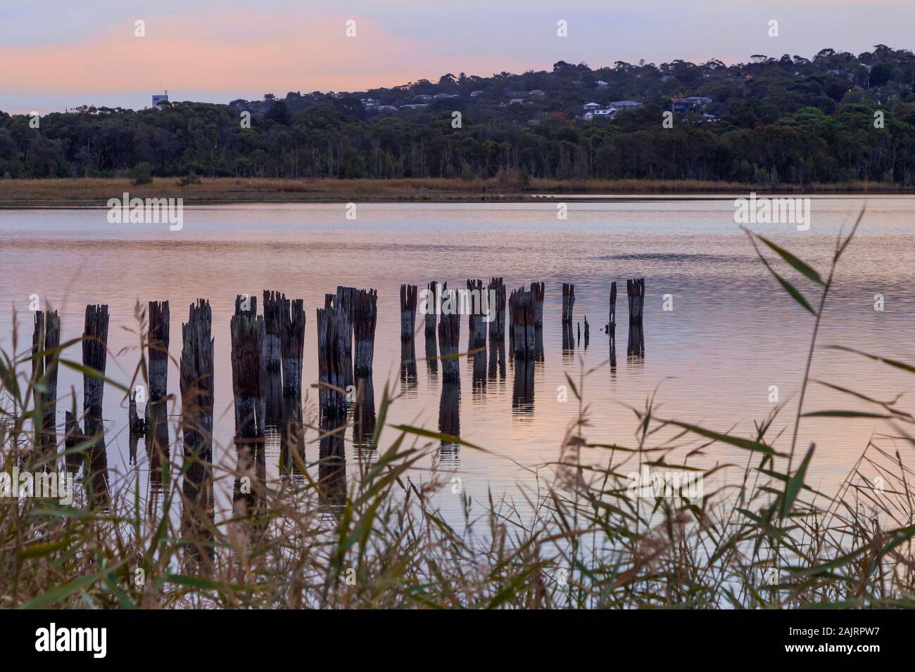 Reflections of timber piles from a former jetty in Dee Why Lagoon ...