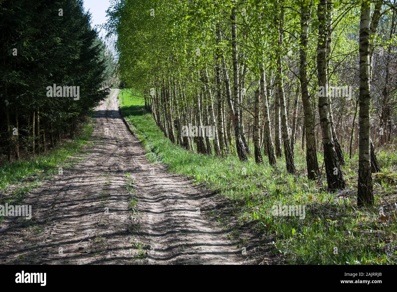 Avenue trees hi-res stock photography and images - Alamy