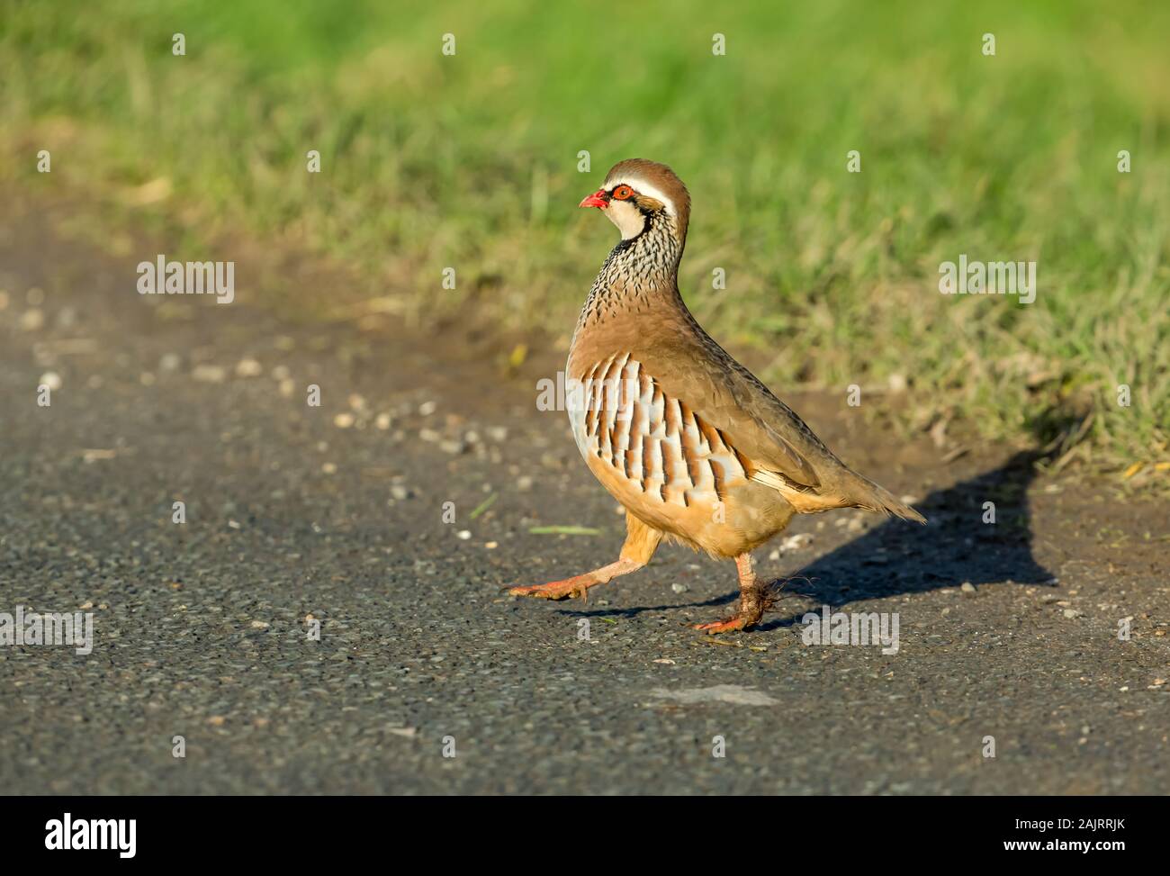 Nesting partridge hi-res stock photography and images - Alamy