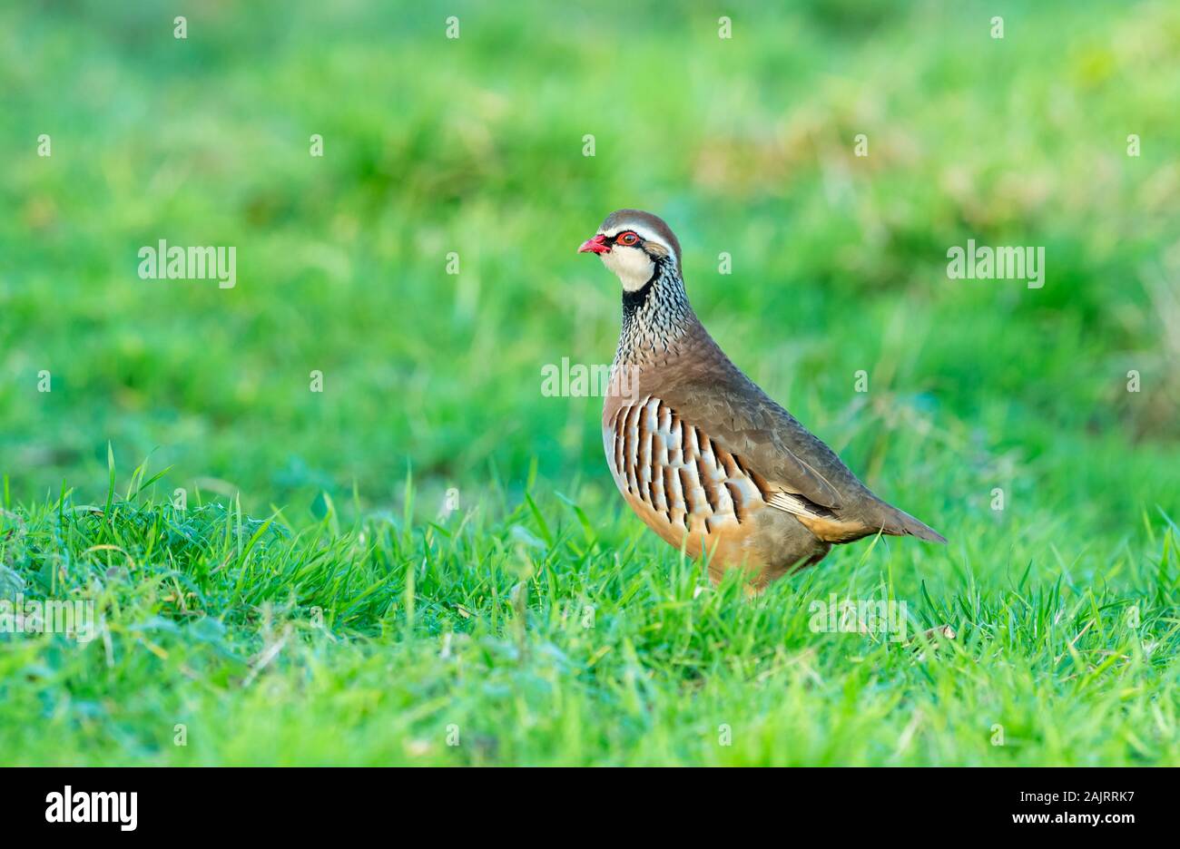 Driven partridge shooting in french hi-res stock photography and images ...