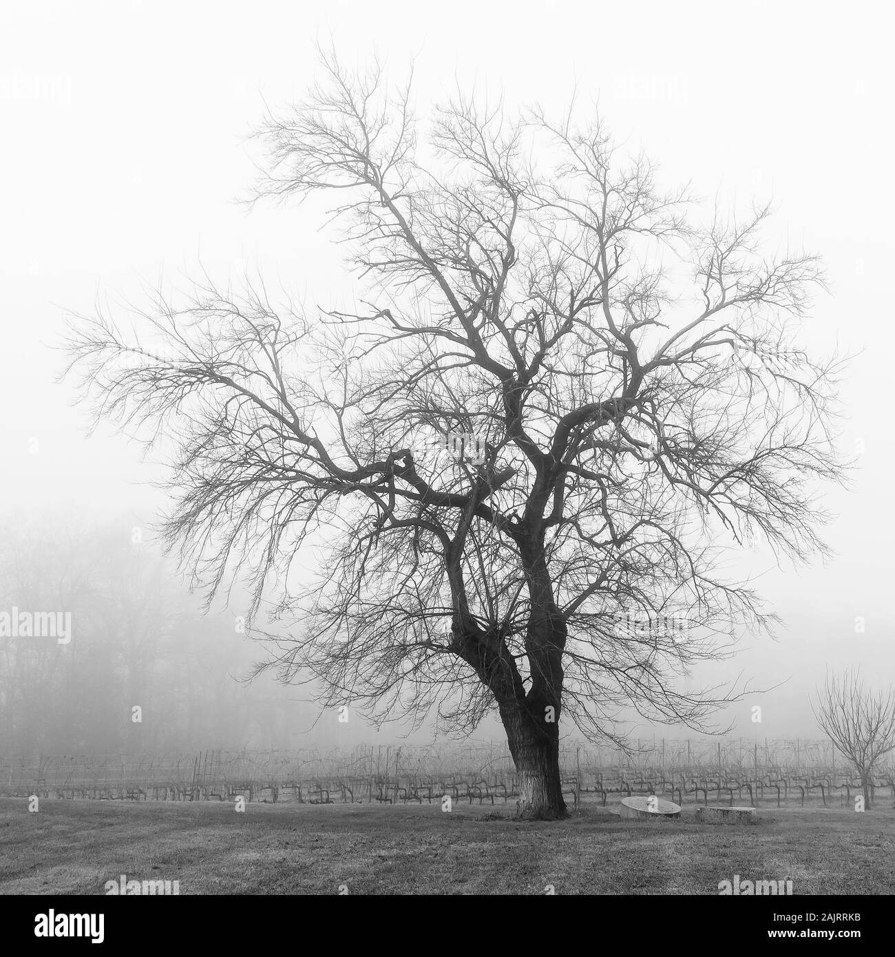 An old mulberry tree shrouded in the early morning fog in the winter ...