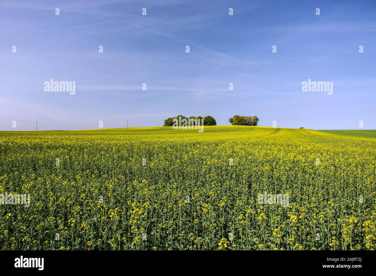 Yellow large rapeseed field and trees on the horizon Stock Photo - Alamy