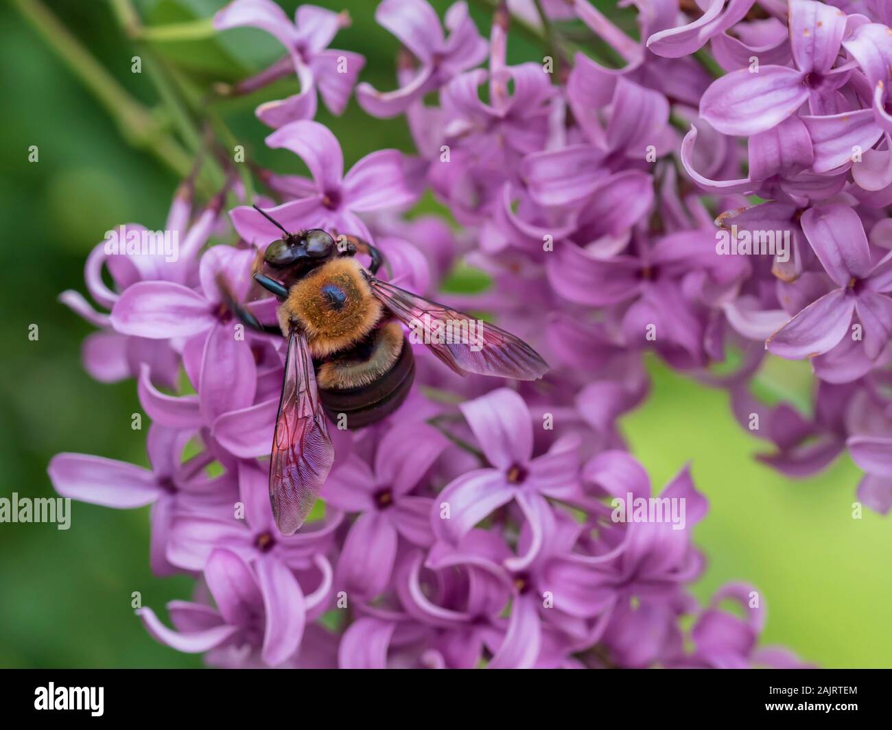 Vibrant Black and Yellow Bumblebee on Purple Lilac Bush in Spring Stock ...