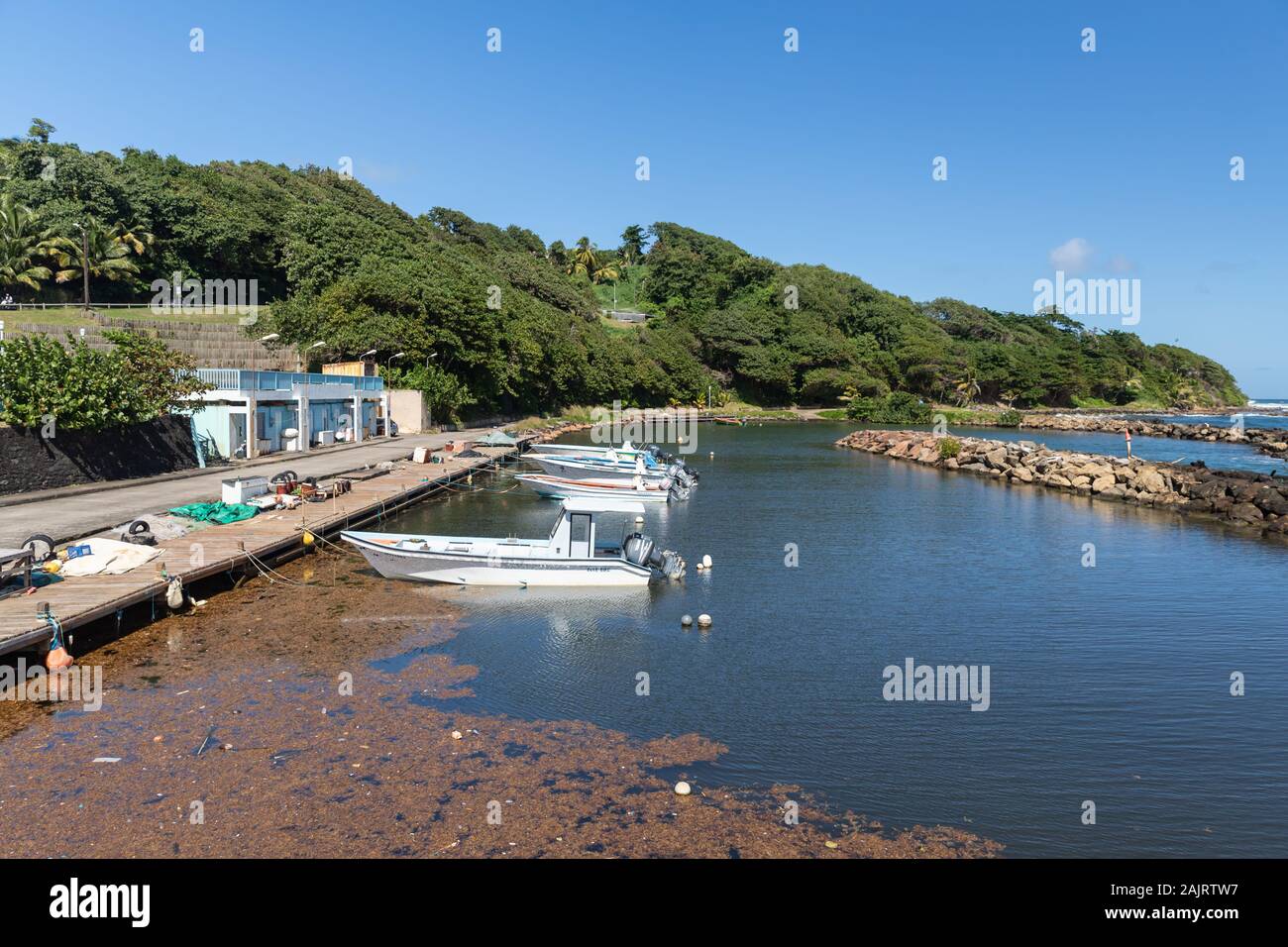 Sargasso sea weed in bay in Marigot, Martinique, France Stock Photo - Alamy