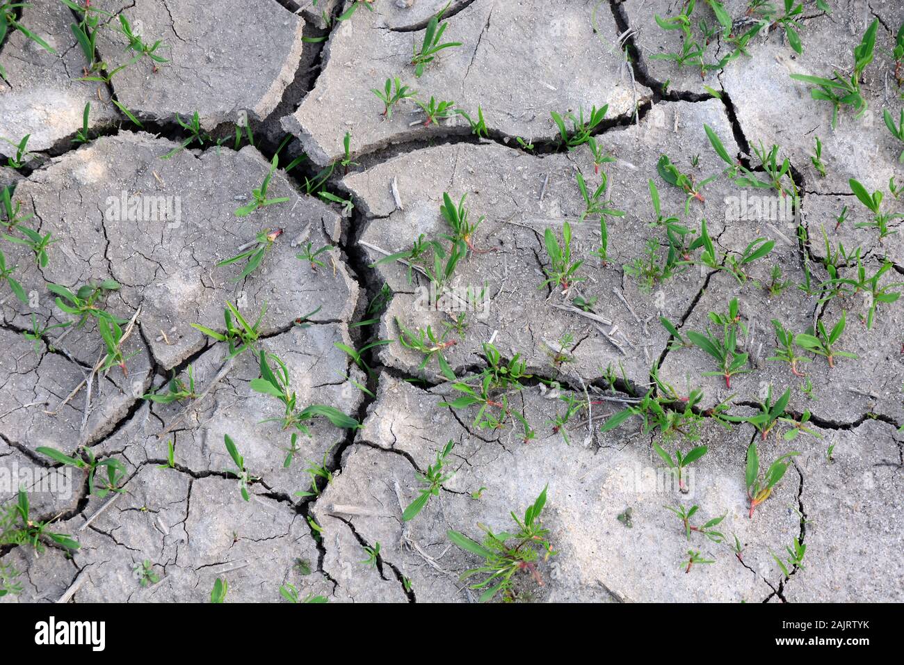 Cracked dry soil and growing plants Stock Photo - Alamy