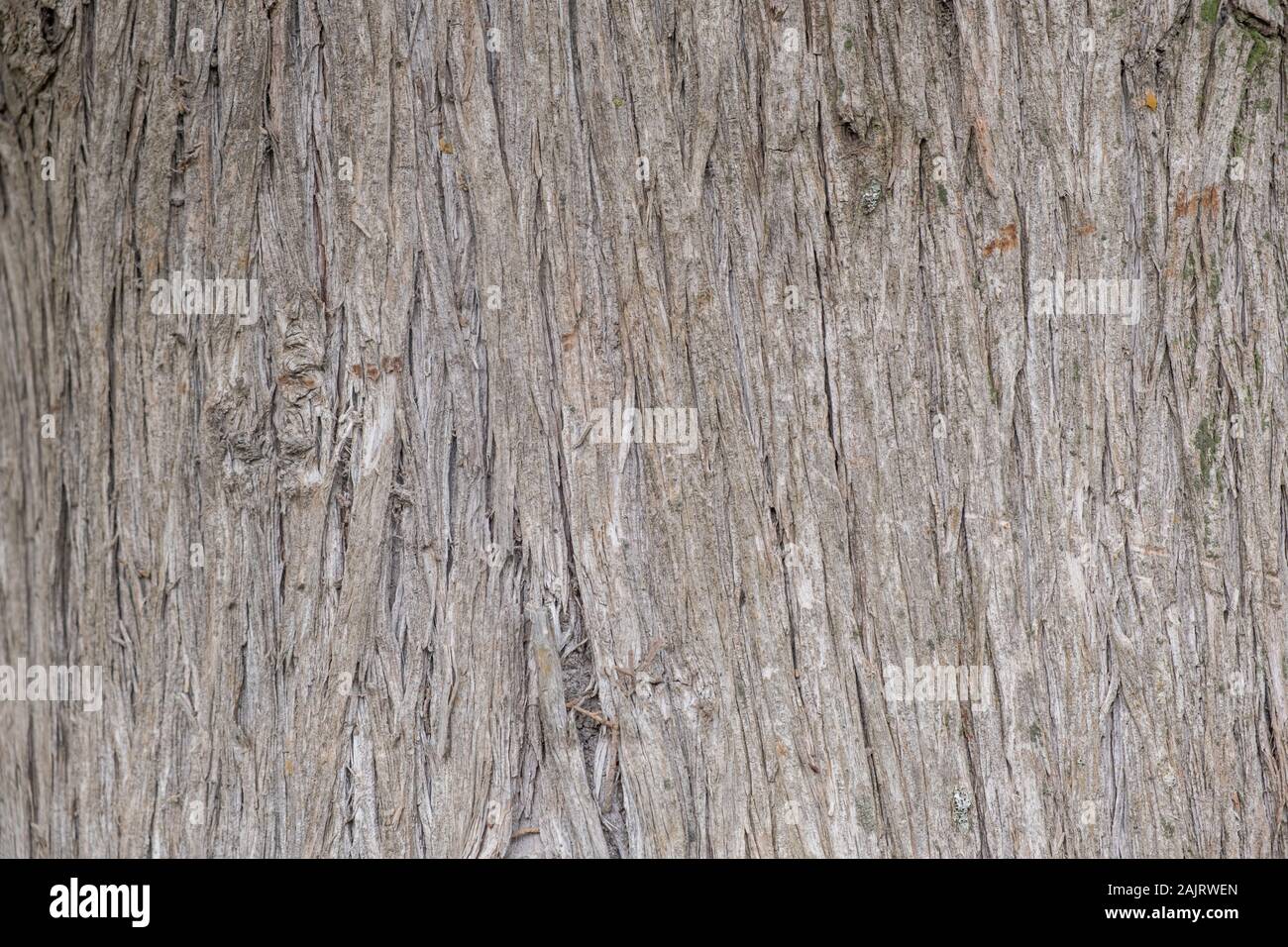 Felled wood texture hi-res stock photography and images - Alamy