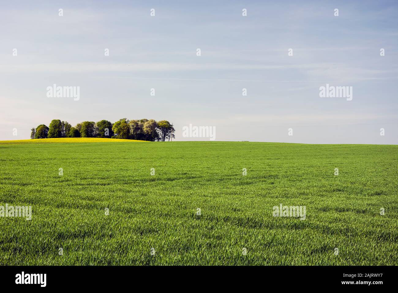 Big trees meadow hi-res stock photography and images - Alamy