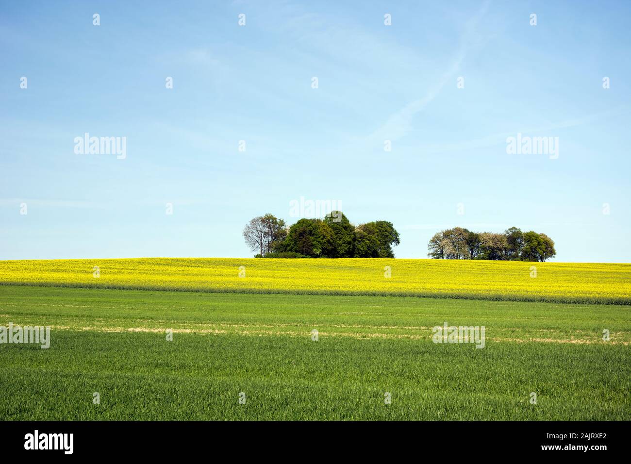 Trees on the horizon Stock Photo - Alamy
