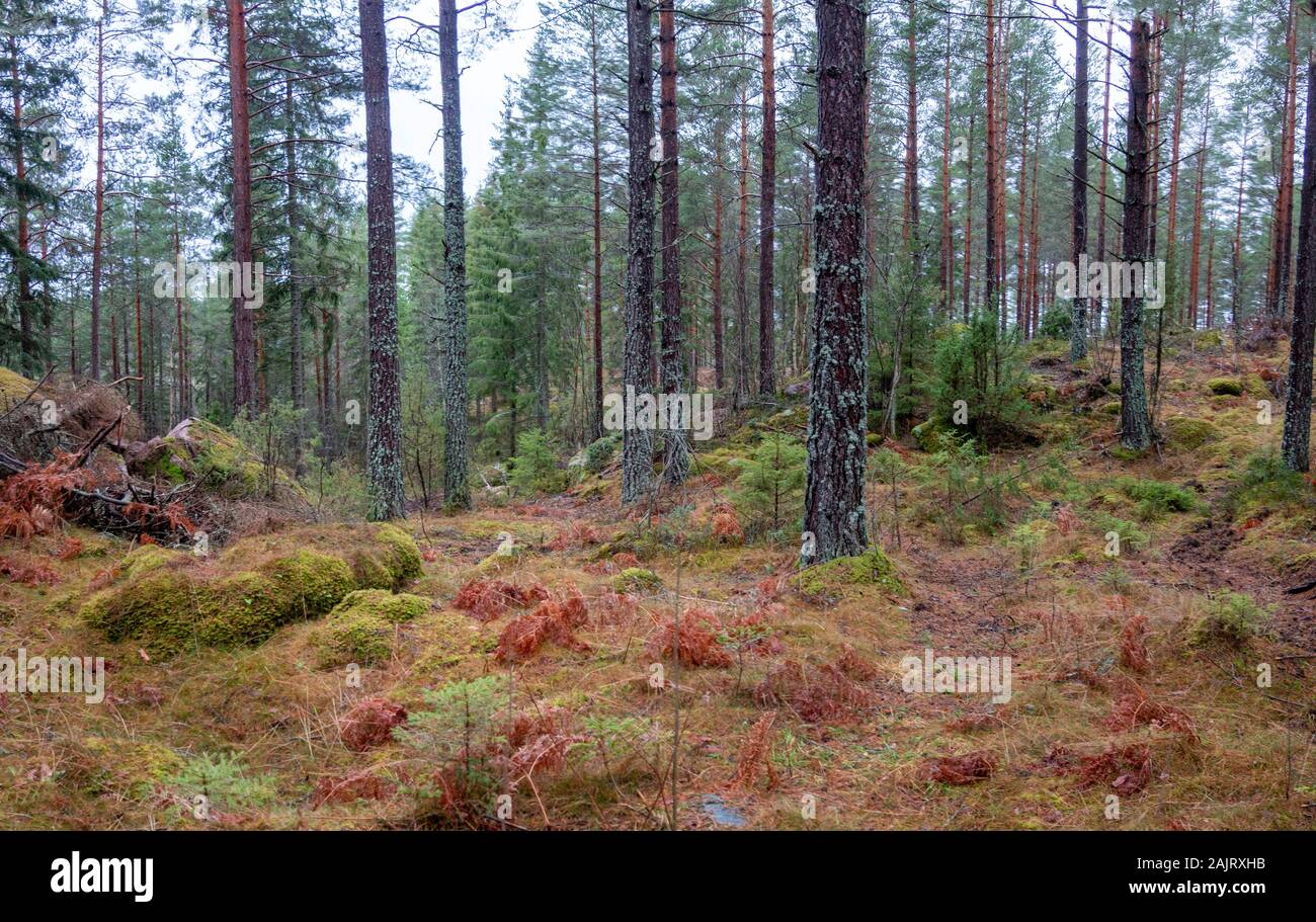 Evergreen forest in late fall Stock Photo - Alamy