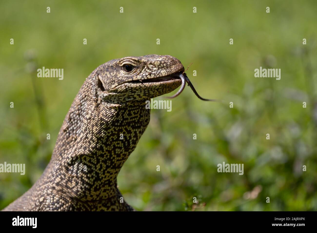 The Asian water monitor (Varanus salvator), also called common water ...